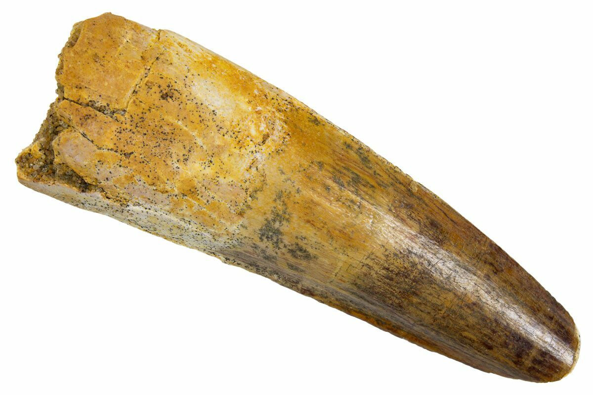 2.00" Fossil Spinosaurus Tooth - Beautiful Enamel! (#305661) For Sale ...