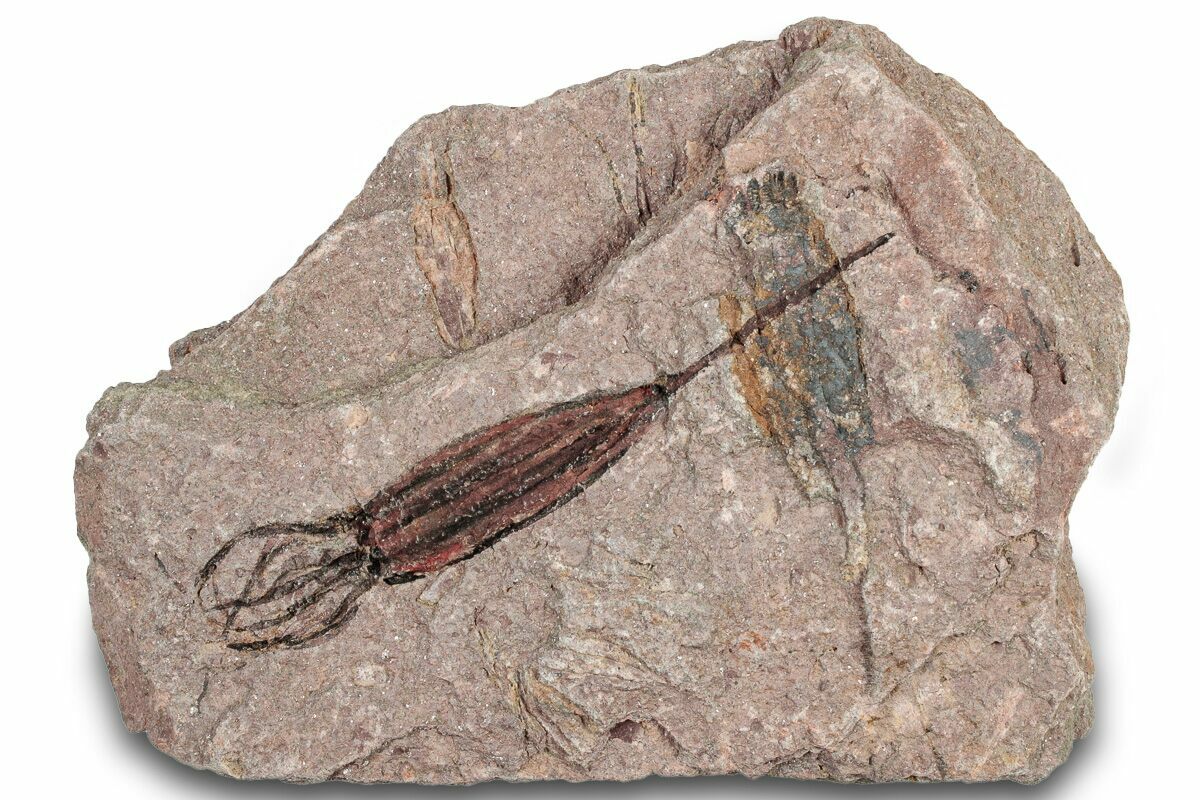 2.9" Fossil Eocrinoid (Ascocystites) - El Kaid Rami, Morocco (#306172 ...