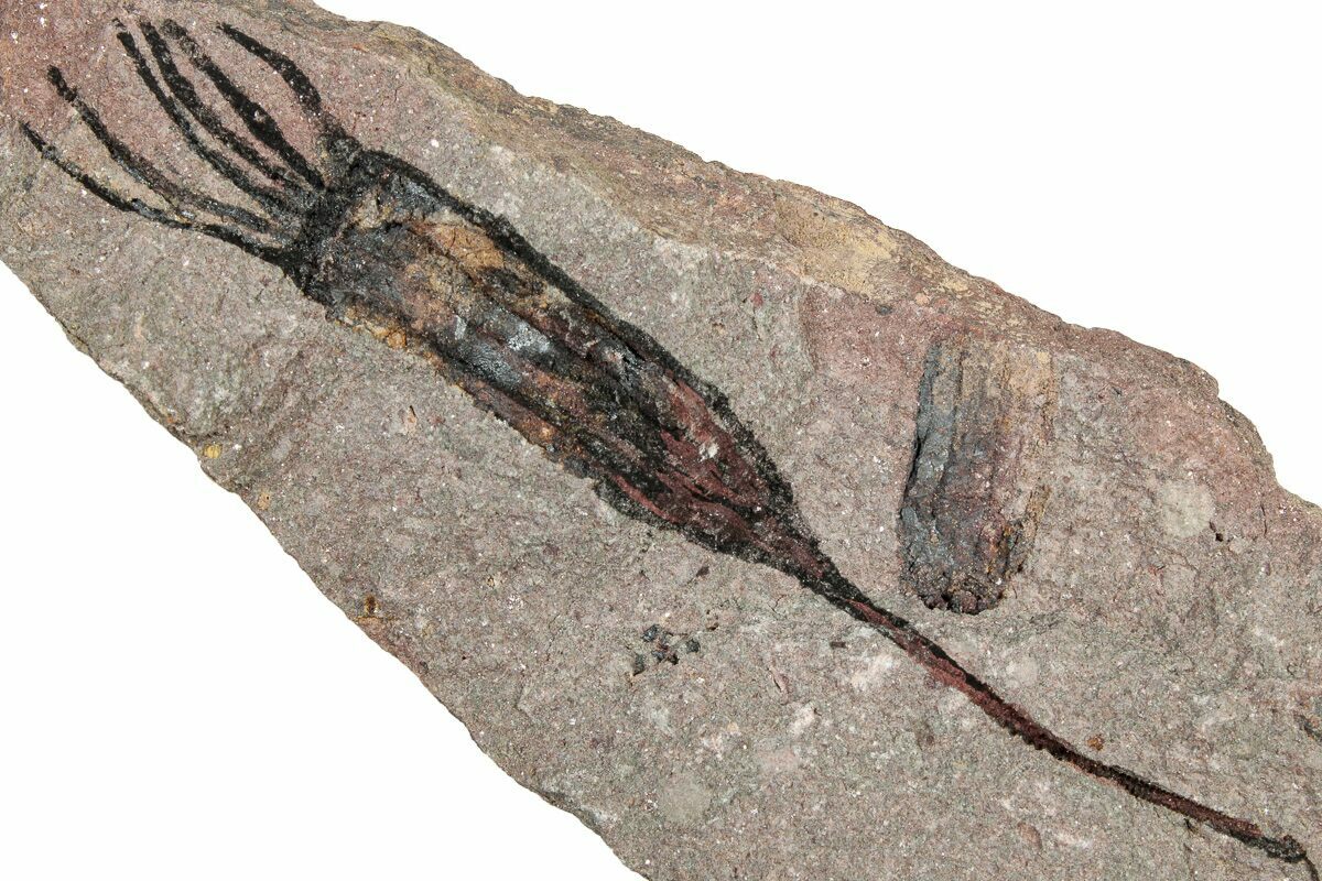 3.35" Fossil Eocrinoid (Ascocystites) - El Kaid Rami, Morocco (#306174 ...