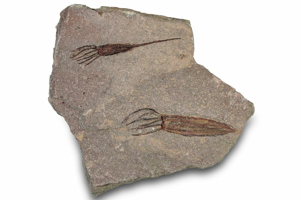 4.3" Eocrinoid (Ascocystites) Mortality Plate - Ordovician (#306193 ...