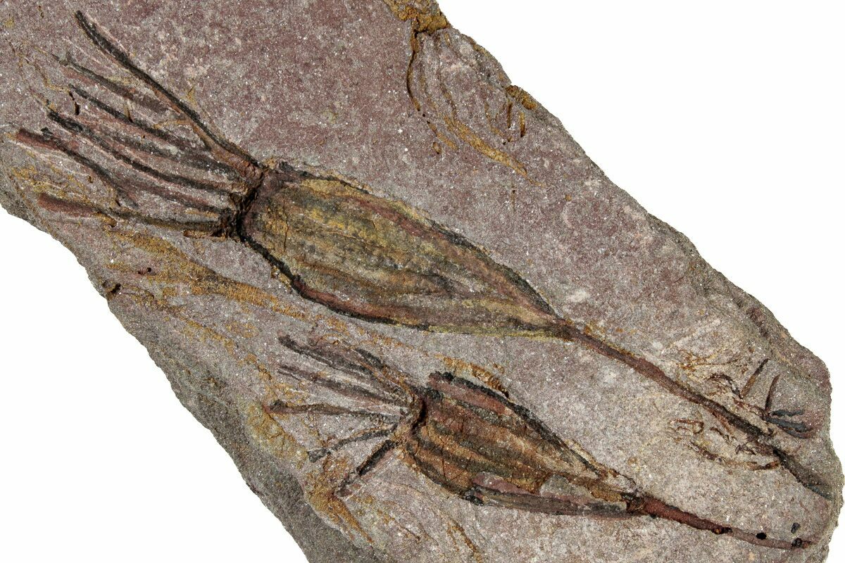 4.7" Eocrinoid (Ascocystites) Mortality Plate - Ordovician (#306196 ...