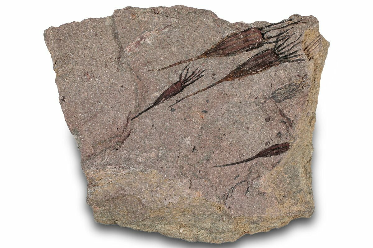 4.85" Eocrinoid (Ascocystites) Mortality Plate - Ordovician (#306201 ...