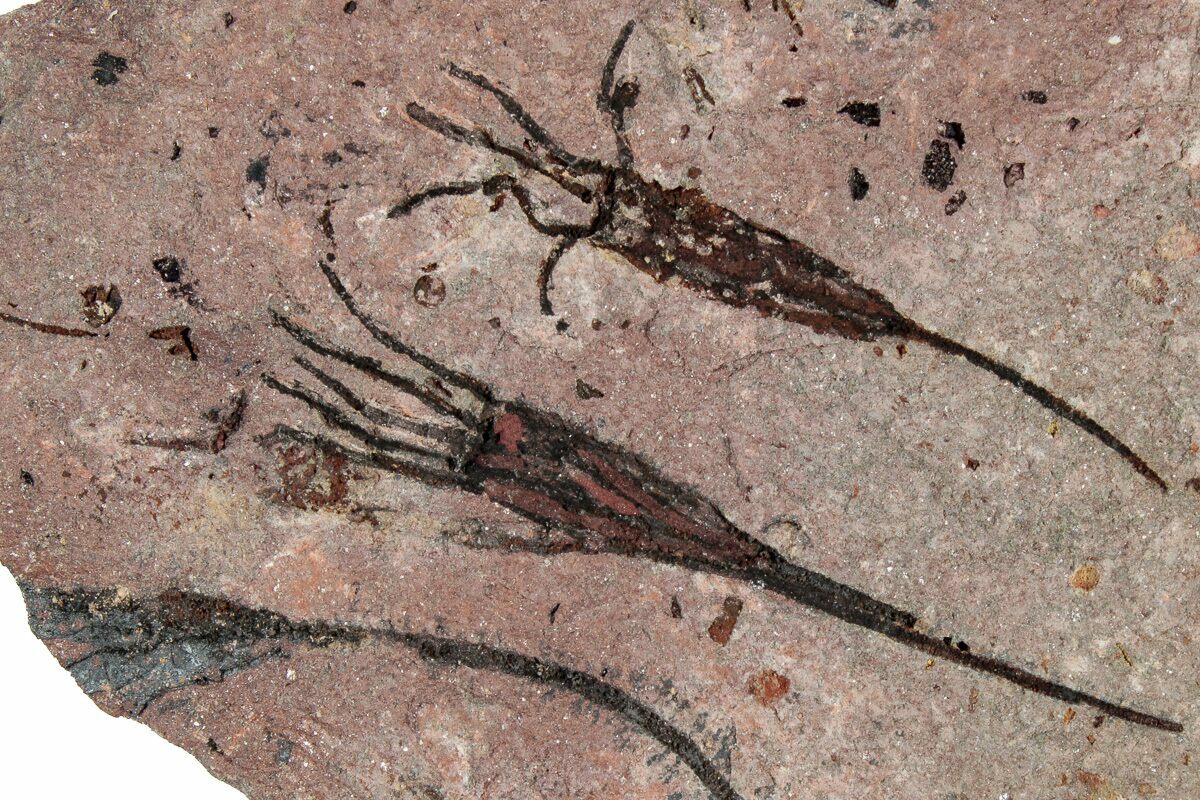 4.6" Eocrinoid (Ascocystites) Mortality Plate - Ordovician (#306204 ...