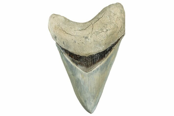 5.20” Fossil Aurora Megalodon Lower Tooth - Collector Quality (#306350 ...