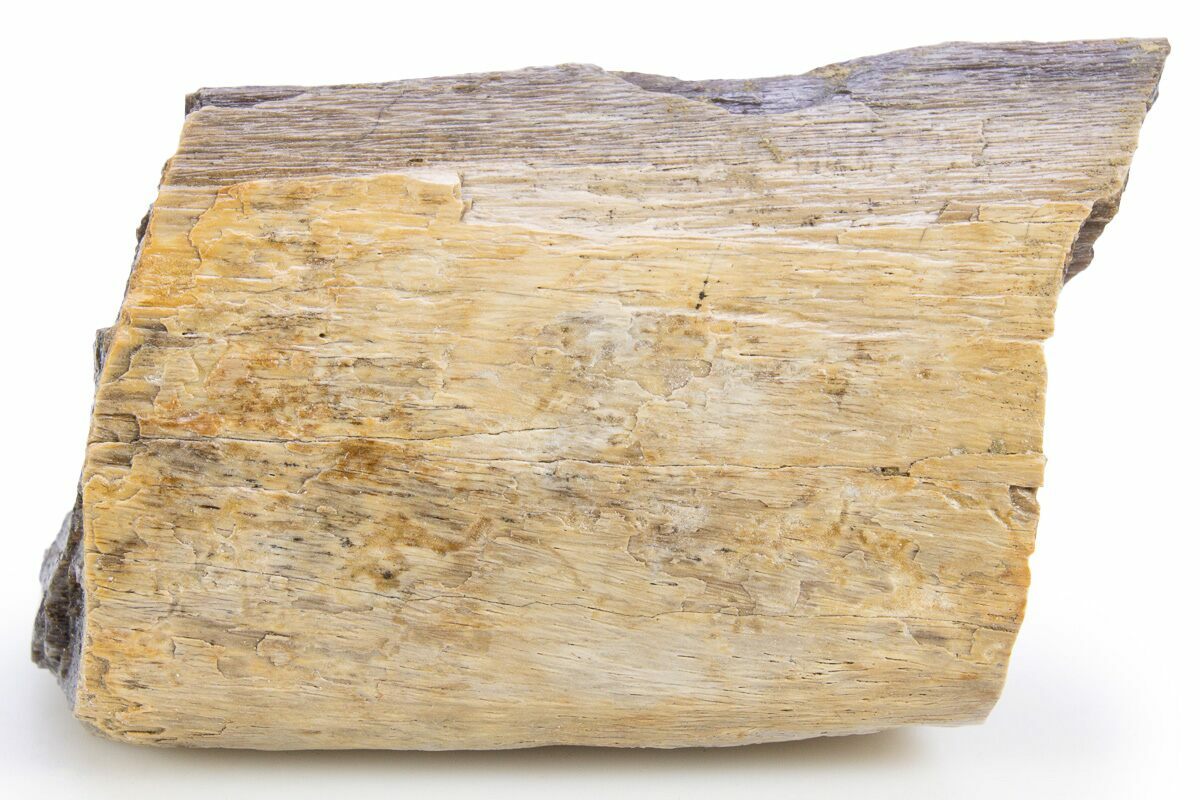 1.95" Fossil Tyrannosaur (T. rex) Bone Section - Wyoming (#306769) For ...