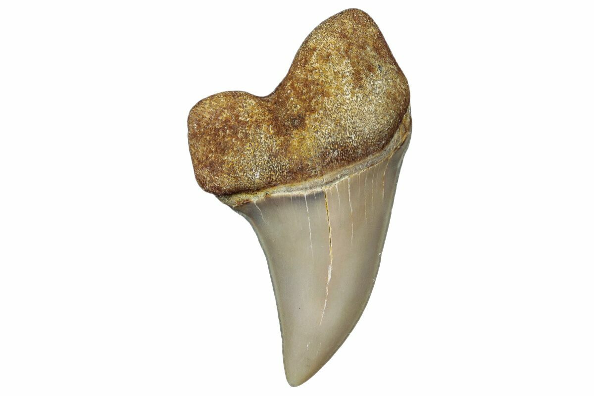 1.25" Fossil Shark Tooth (Carcharodon planus) - Bakersfield, CA ...