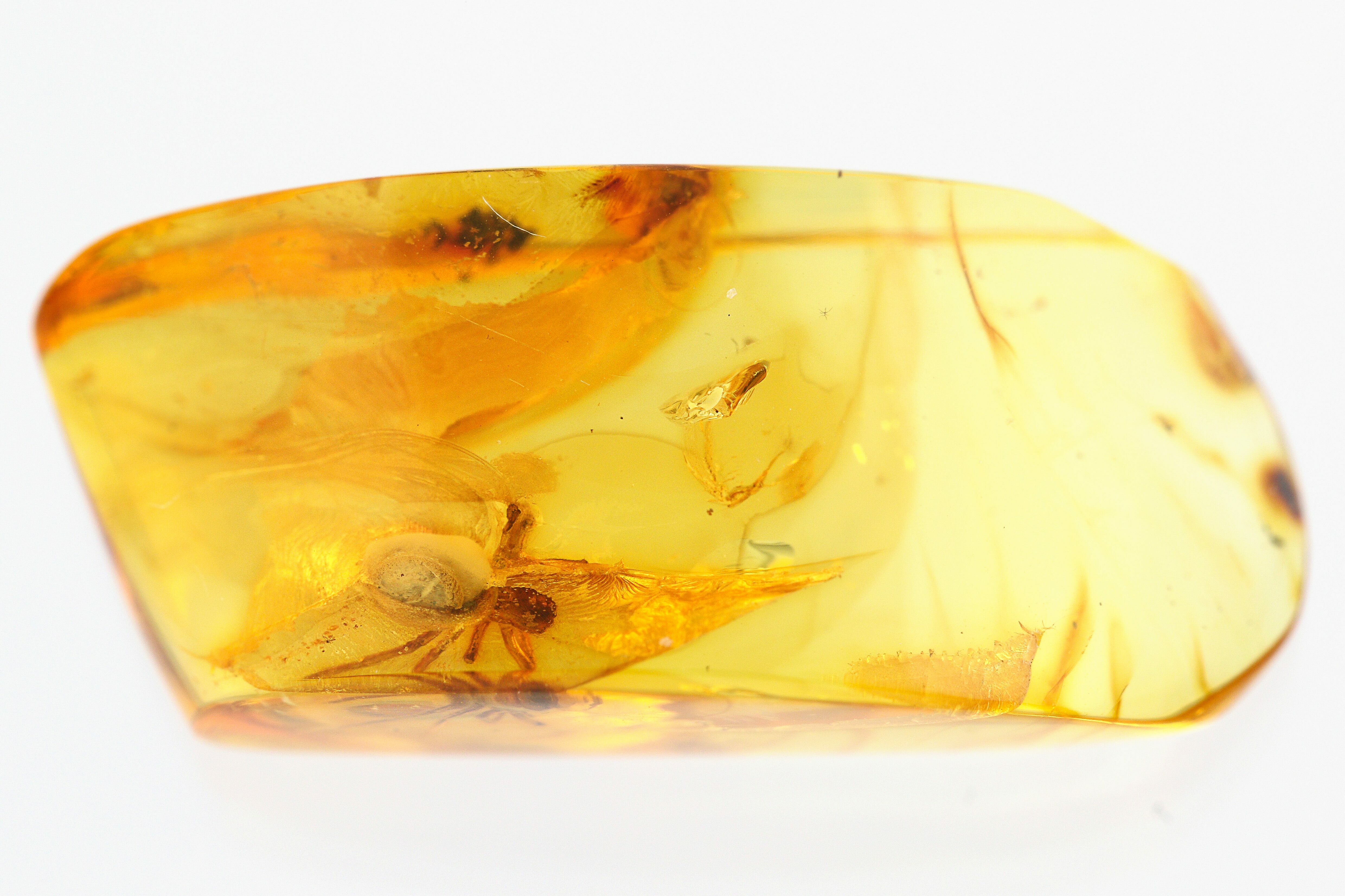 Detailed Fossil Spider (Araneae) In Baltic Amber (#307367) For Sale ...