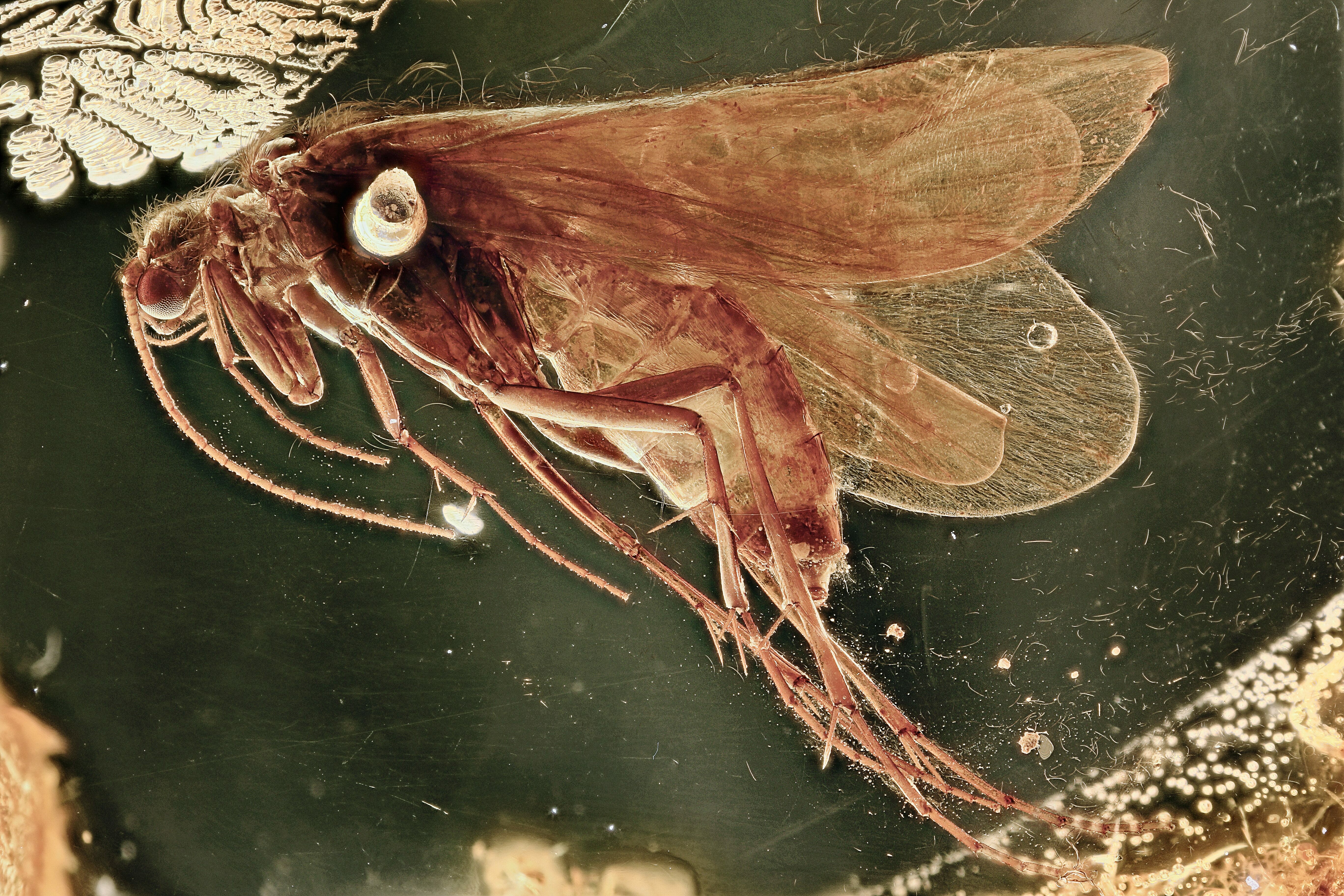 Detailed Fossil Caddisfly (Trichoptera) In Baltic Amber (#307392) For ...