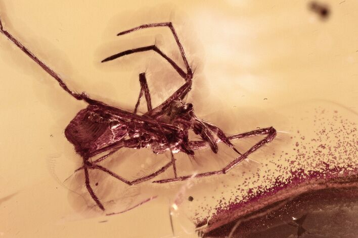 Fossil Assassin Spider (Archaeidae) In Baltic Amber - Rare! (#307727 ...