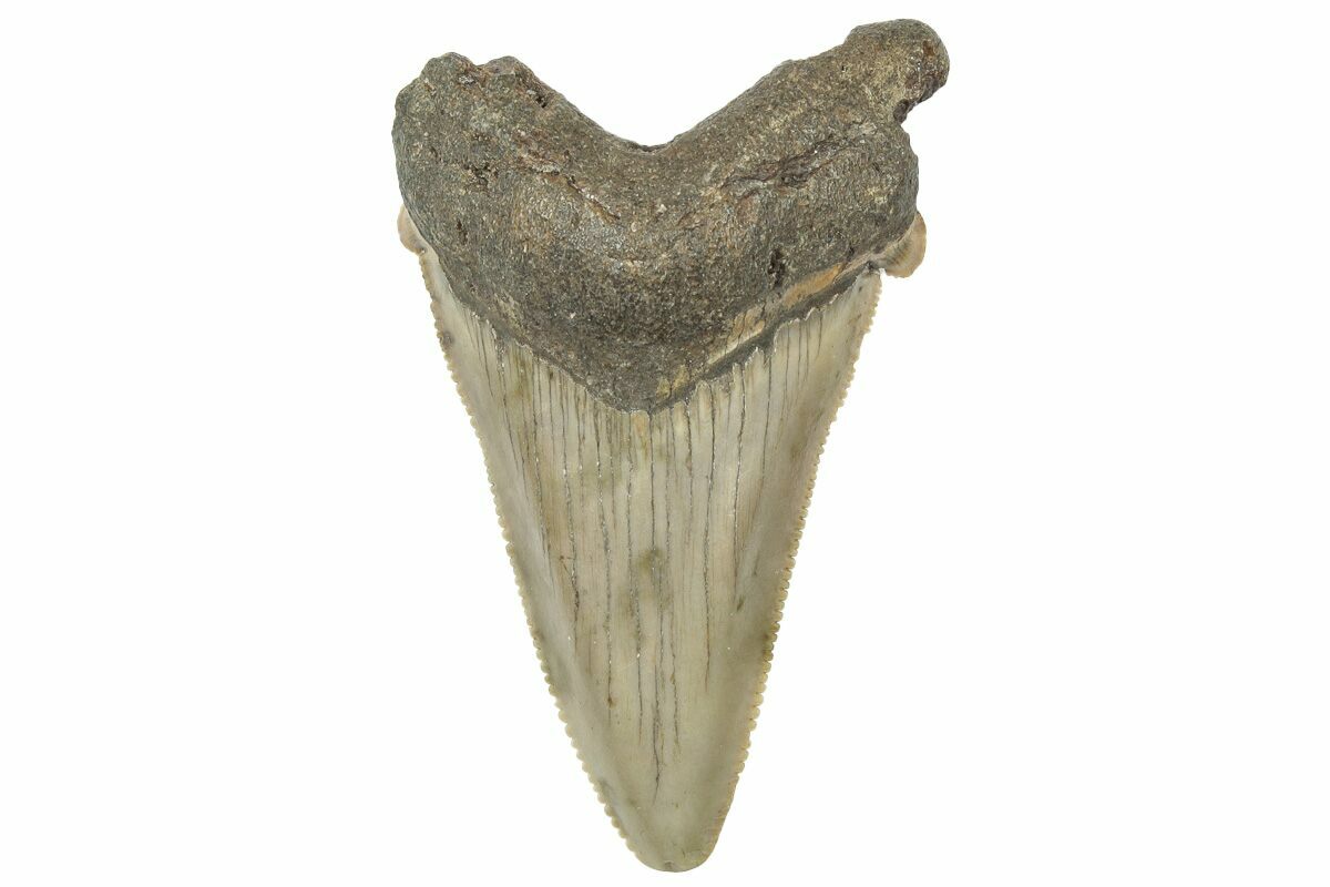 2.14" Serrated Angustidens Tooth - Megalodon Ancestor (#308030) For ...