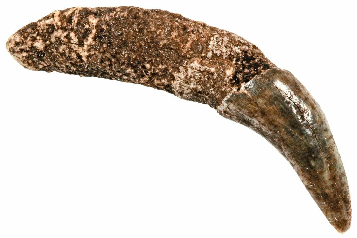 1.05" Pleistocene Aged Fossil Carnivore Canine Tooth - Florida (#308461 ...