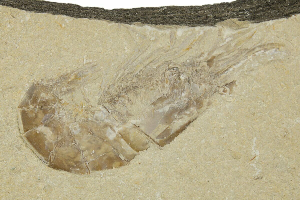 Two Cretaceous Fossil Shrimp - Lebanon (#308511) For Sale - FossilEra.com