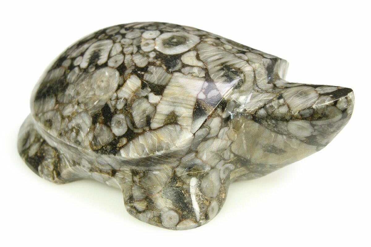 2.3" Carved Crinoid Stems in Marble Turtle (#308563) For Sale - FossilEra.com