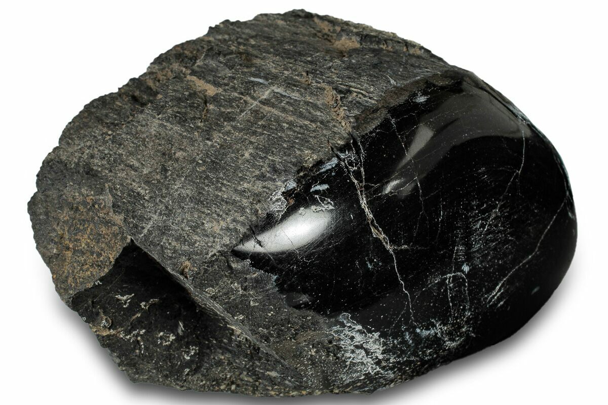 5.2" Polished Fossil Dinosaur Bone (Gembone) Section - Wyoming (#309410 ...