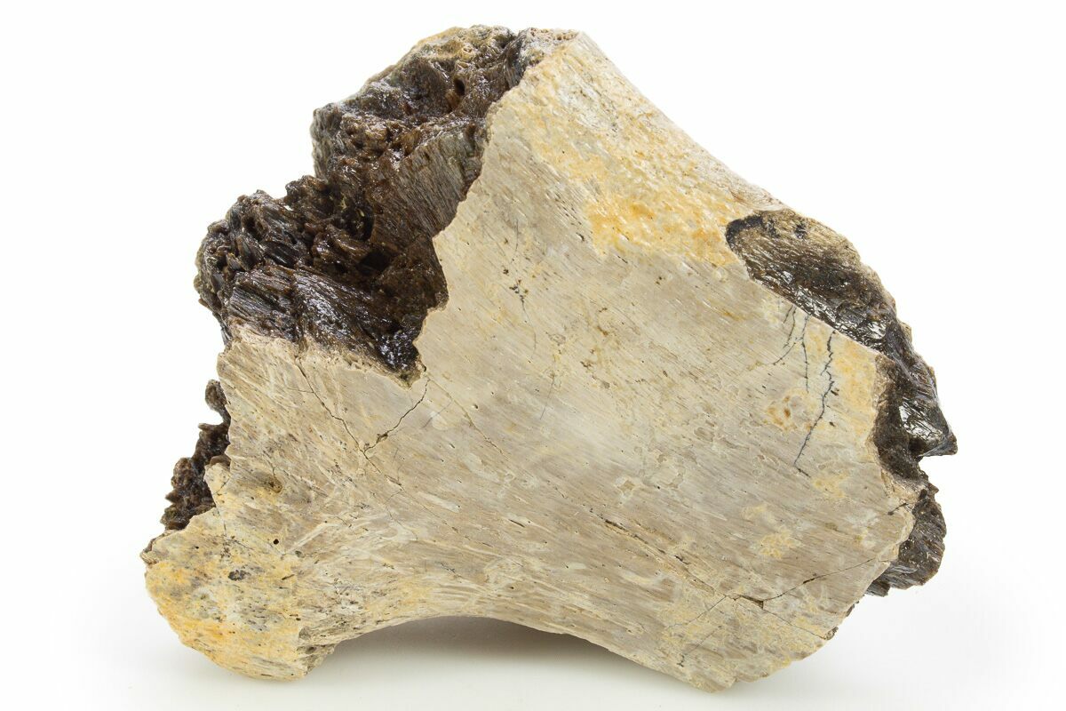 2.5" Fossil Tyrannosaur (T. rex) Bone Section - Wyoming (#309866) For ...