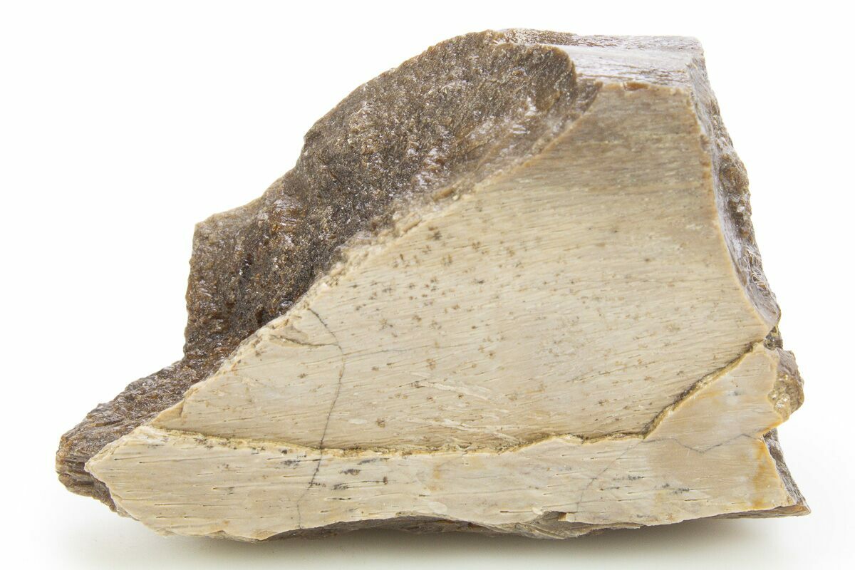 1.6" Fossil Tyrannosaur (T. rex) Bone Section - Wyoming (#309870) For ...