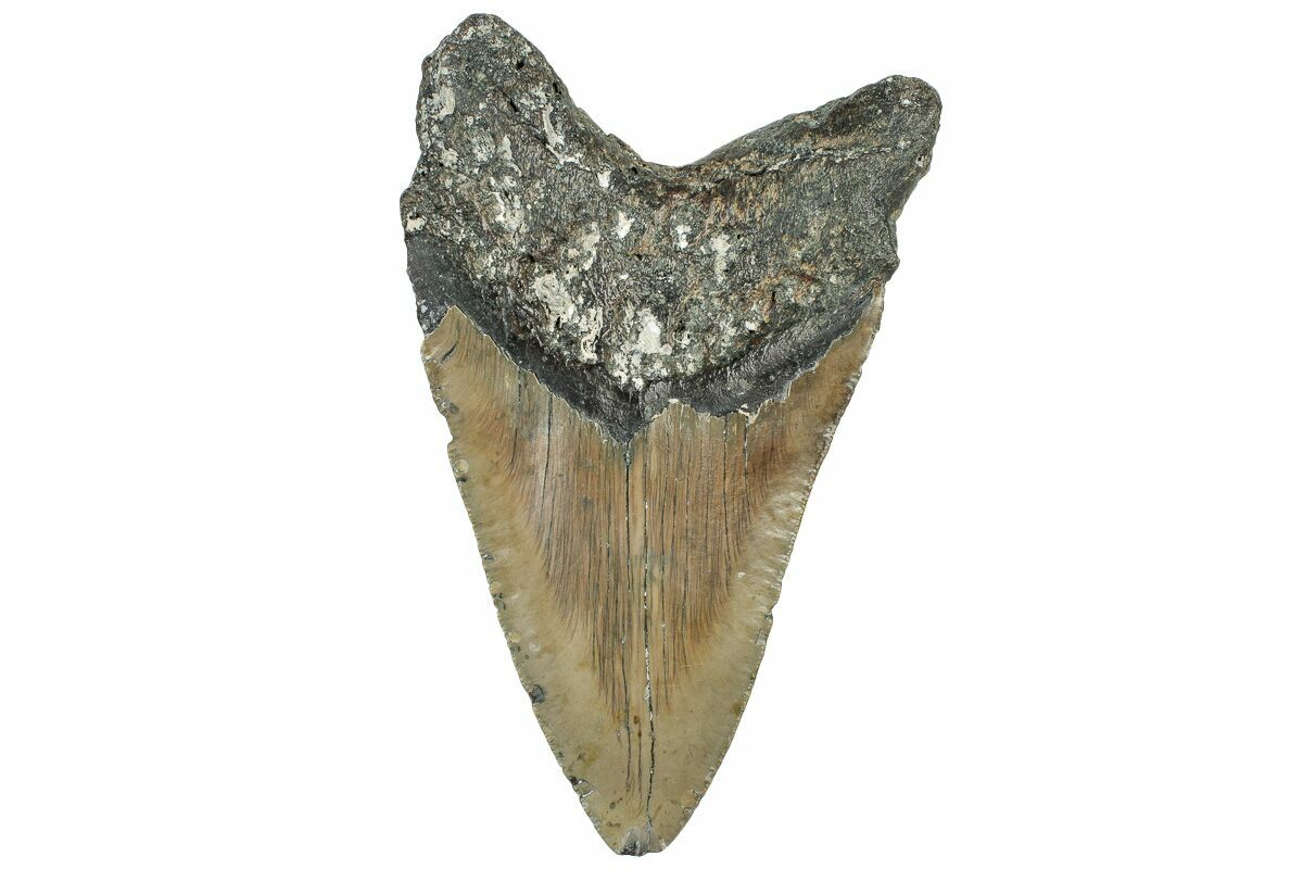 Bargain, 5.16" Fossil Megalodon Tooth - Serrated Blade (#309475) For ...