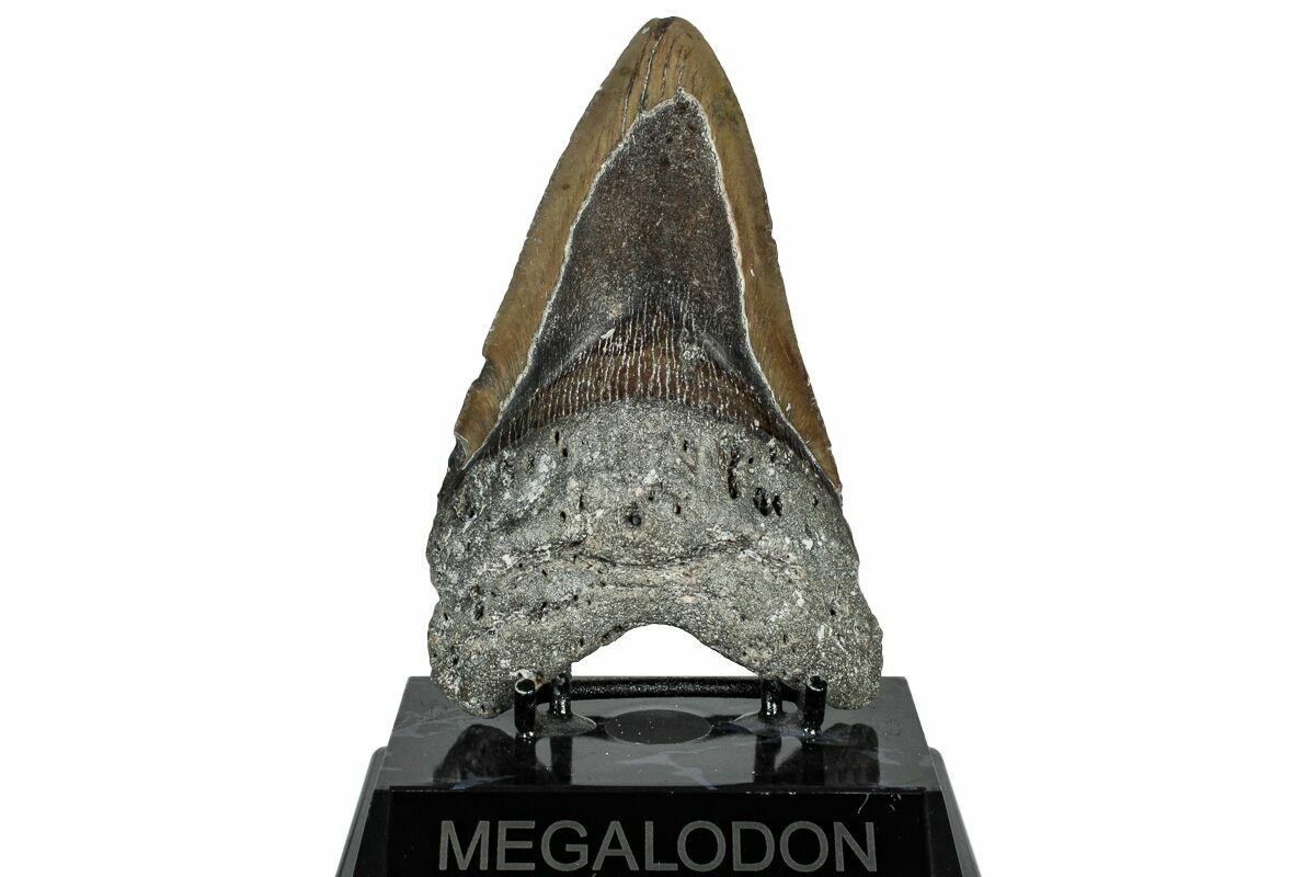 Bargain, 5.16" Fossil Megalodon Tooth - Serrated Blade (#309475) For ...