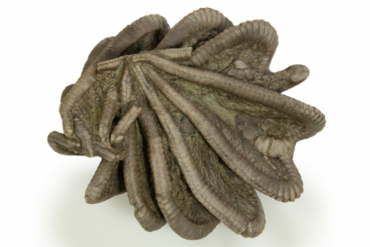 1.65" Fossil Crinoid (Agaricocrinus) Crown - Crawfordsville, Indiana ...