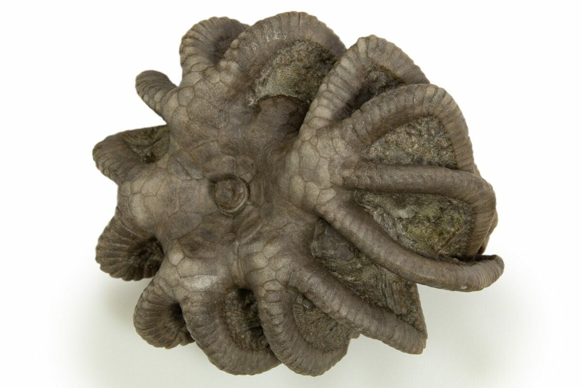 1.65" Fossil Crinoid (Agaricocrinus) Crown - Crawfordsville, Indiana ...
