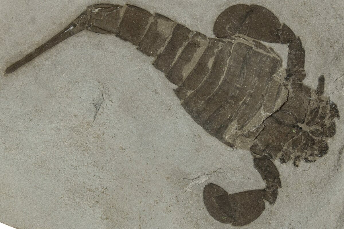 4.1" Eurypterus (Sea Scorpion) Fossil - New York (#310226) For Sale ...