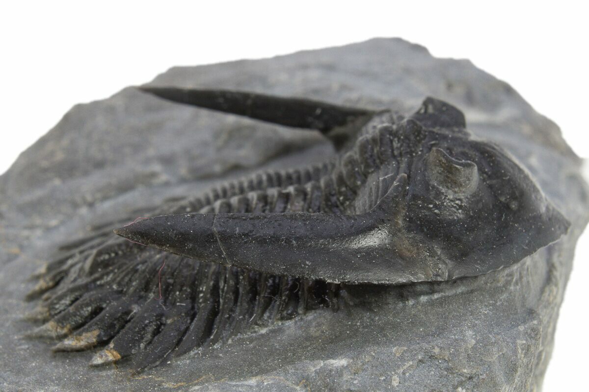 1.55" Mrakibina Trilobite - Free-Standing Genal Spines (#310512) For ...