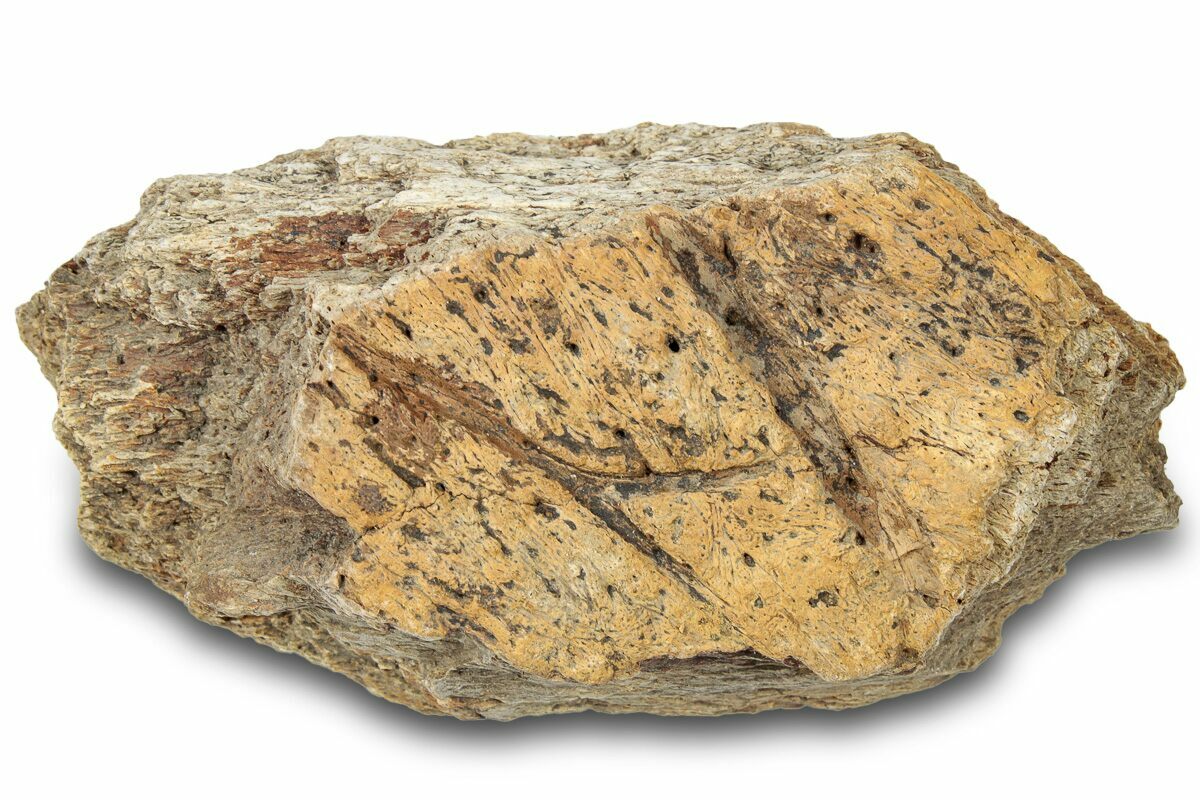 3" Dinosaur (Triceratops) Frill Shield Section - Montana (#310544) For ...