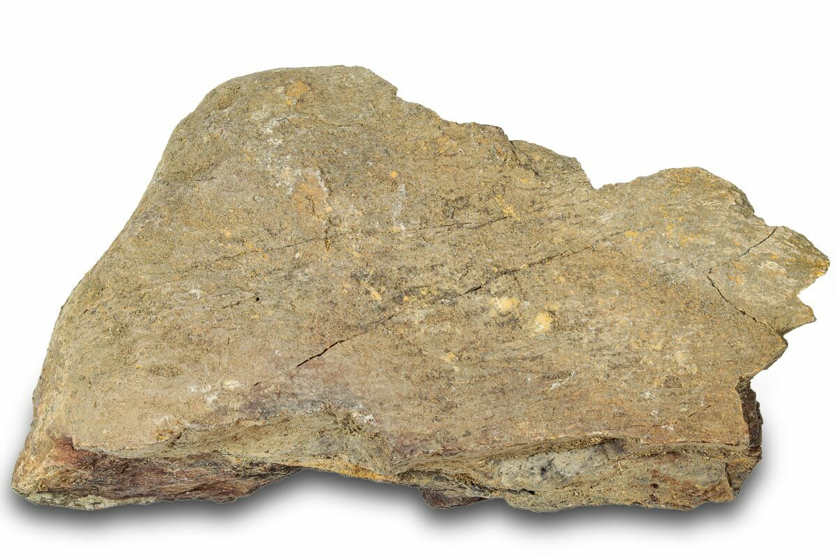 3.9" Dinosaur (Triceratops) Frill Shield Section - Montana (#310551 ...