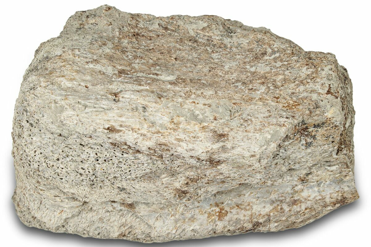 3" Dinosaur (Triceratops) Frill Shield Section - Montana (#310553) For ...