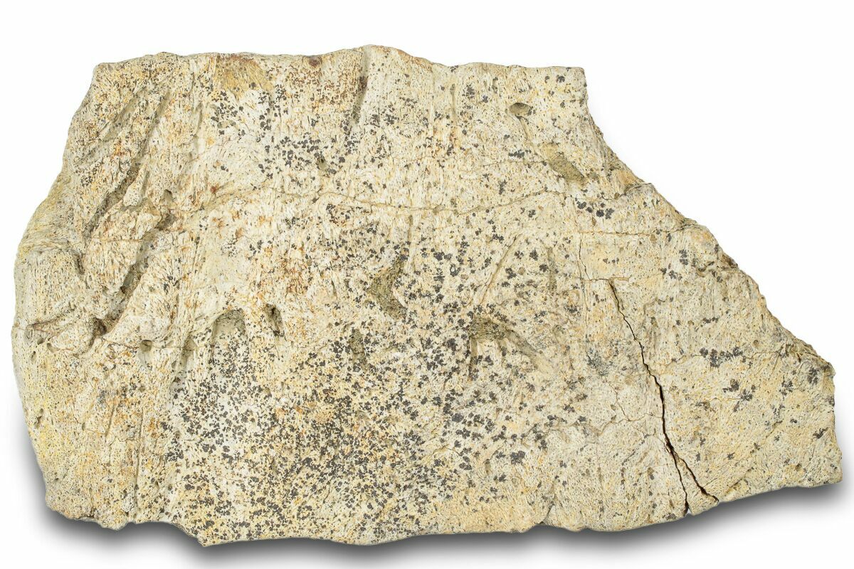 4" Dinosaur (Triceratops) Frill Shield Section - Montana (#310561) For ...