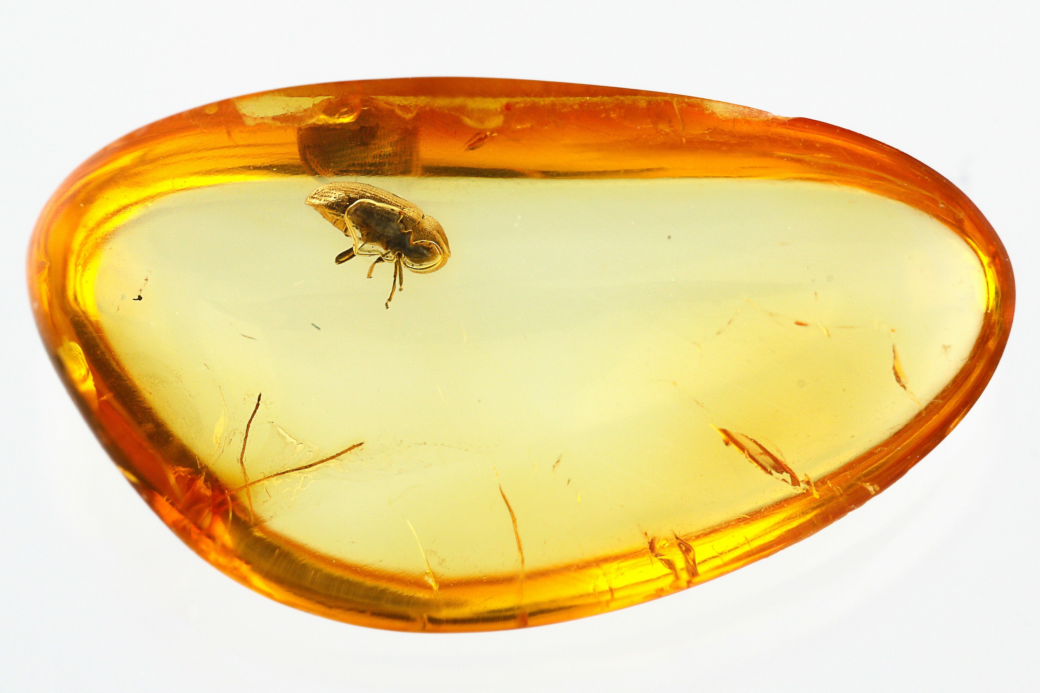 Detailed Fossil Death-Watch Beetle (Anobiinae) in Baltic Amber (#310903 ...