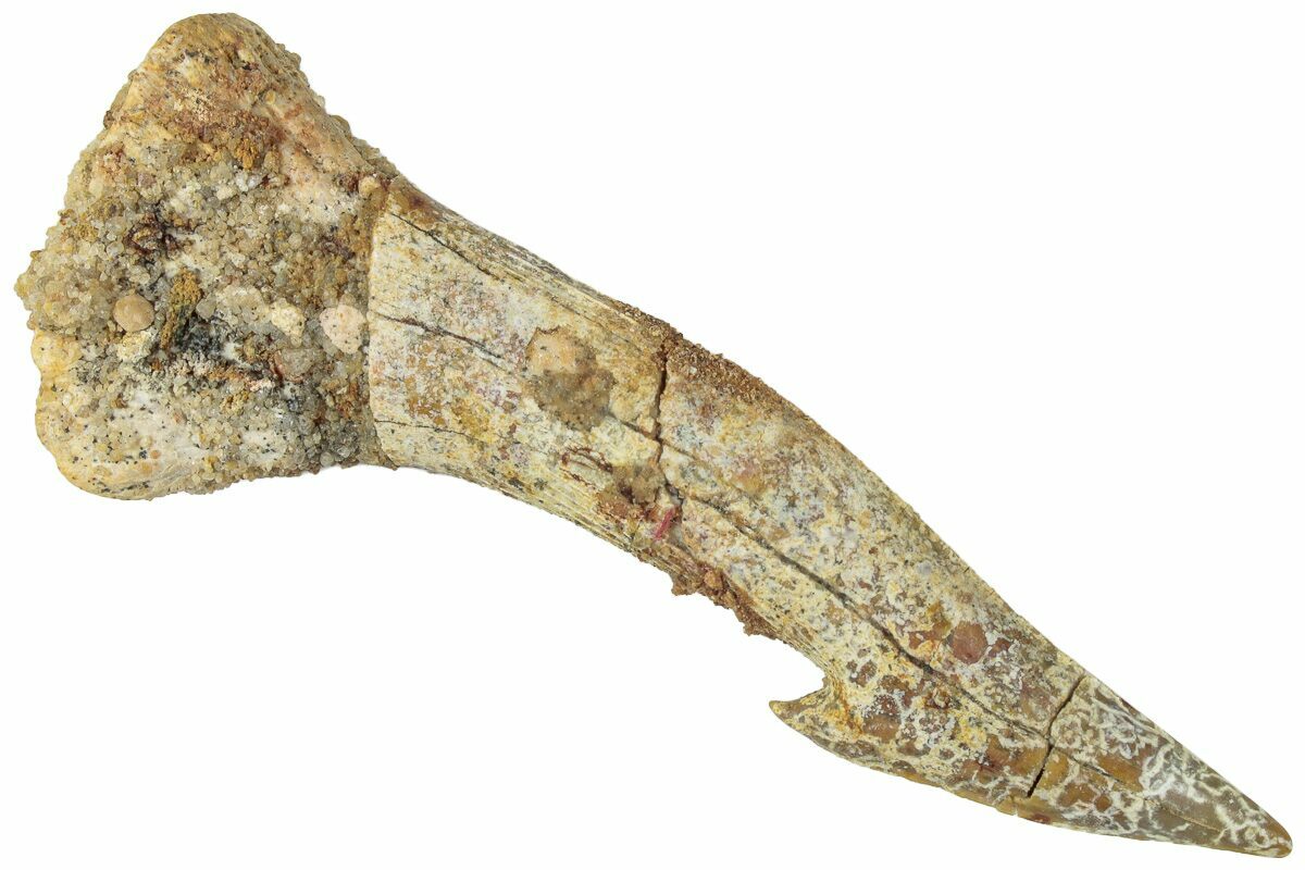 2.85" Fossil Sawfish (Onchopristis) Rostral Barb - Morocco (#311212 ...