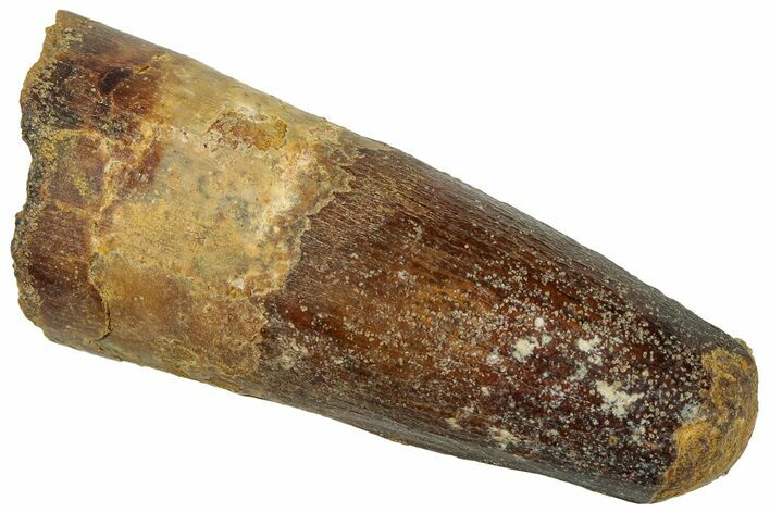 1.70" Real Fossil Spinosaurus Tooth - Feeding Worn Tip (#311275) For ...