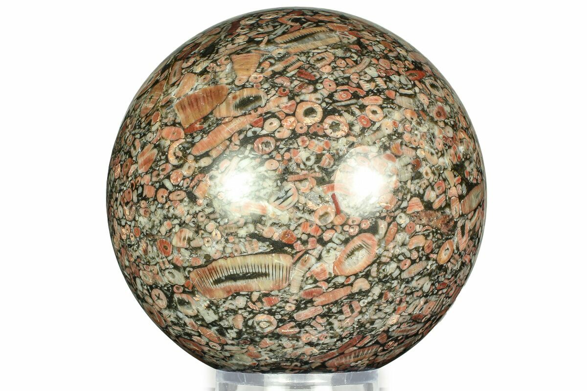4.05" Colorful Fossil Crinoid Stems In Marble Sphere (#311583) For Sale ...