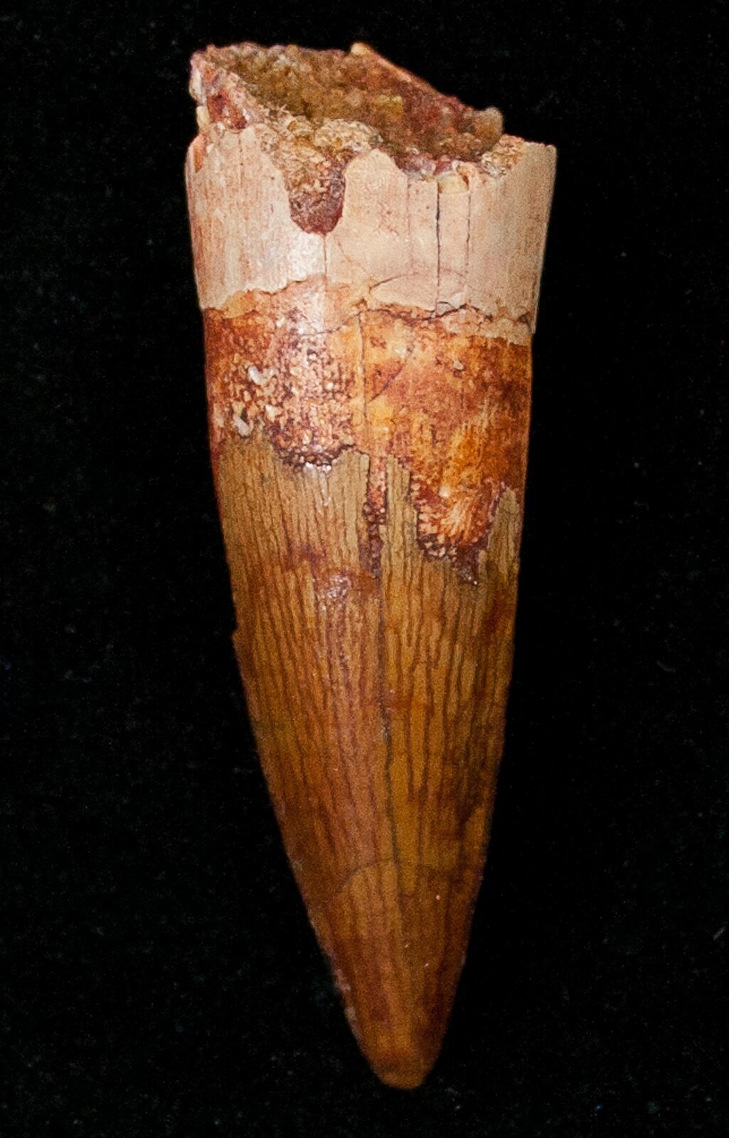 1.46" Spinosaurus Tooth - Aquatic Dinosaur (#16989) For Sale ...