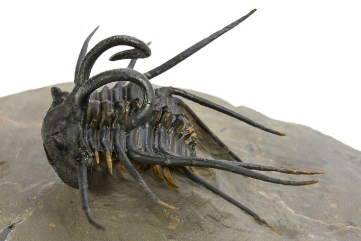 2.1" Insane Dicranurus Trilobite - Flying Preparation (#312389) For ...