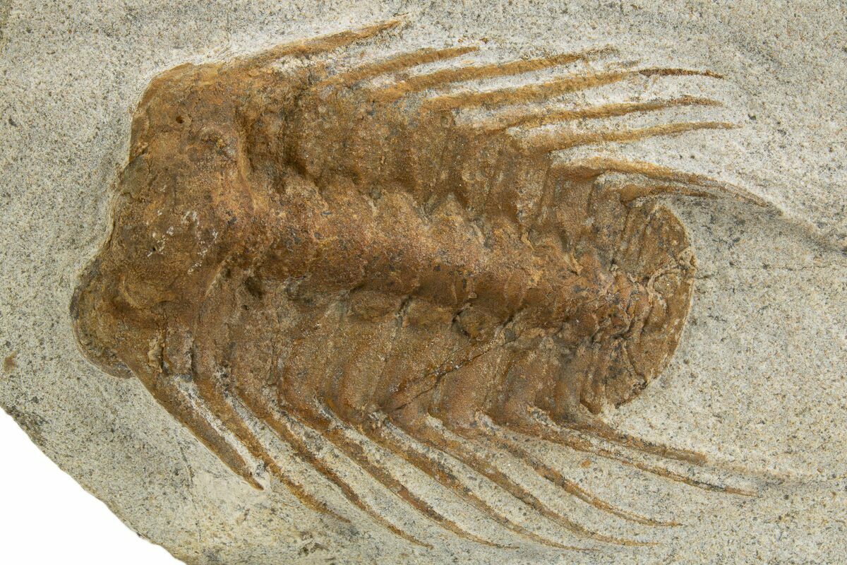 4" Spiny Selenopeltis Trilobite Fossil - Erfoud, Morocco (#312830) For ...