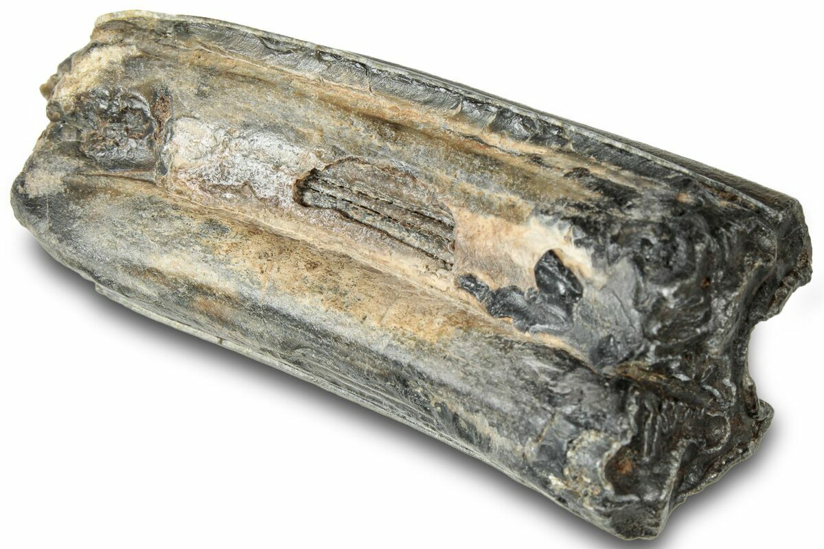 2.7" Pleistocene Aged Fossil Horse Tooth - South Carolina (#313604) For ...