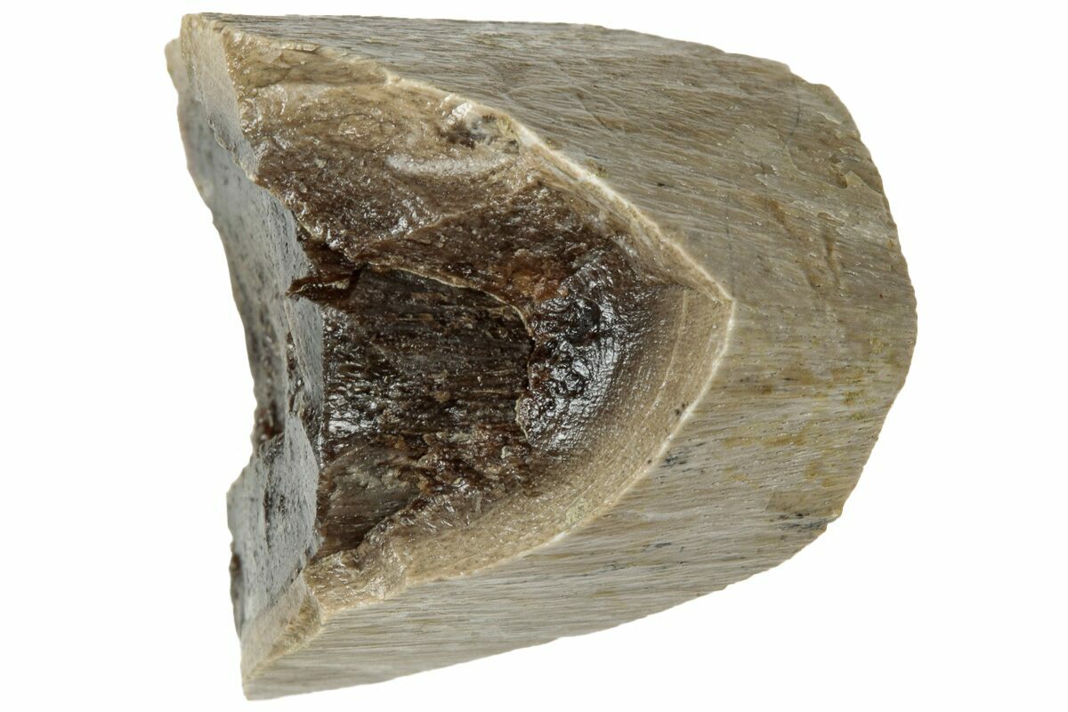 .8" Fossil Tyrannosaur (T. rex) Bone Section - Wyoming (#313892) For ...