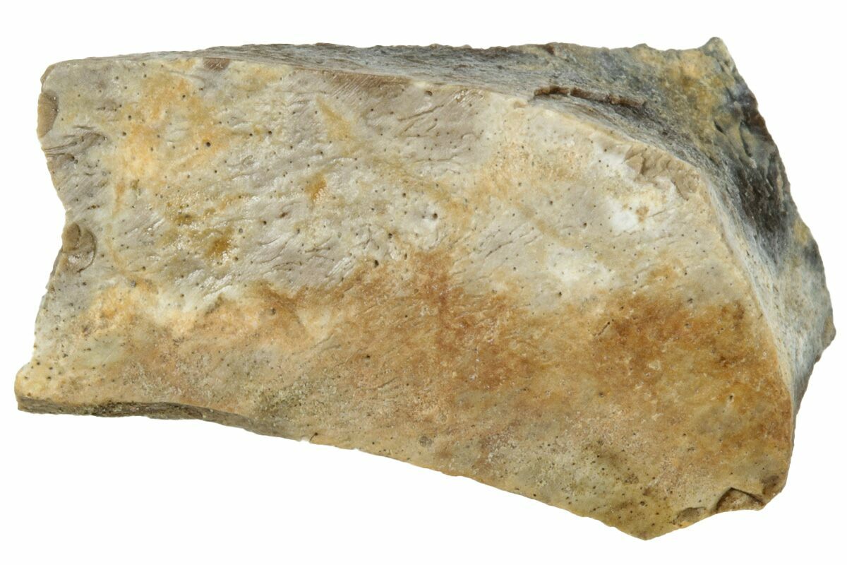 .8" Fossil Tyrannosaur (T. rex) Bone Section - Wyoming (#313914) For ...