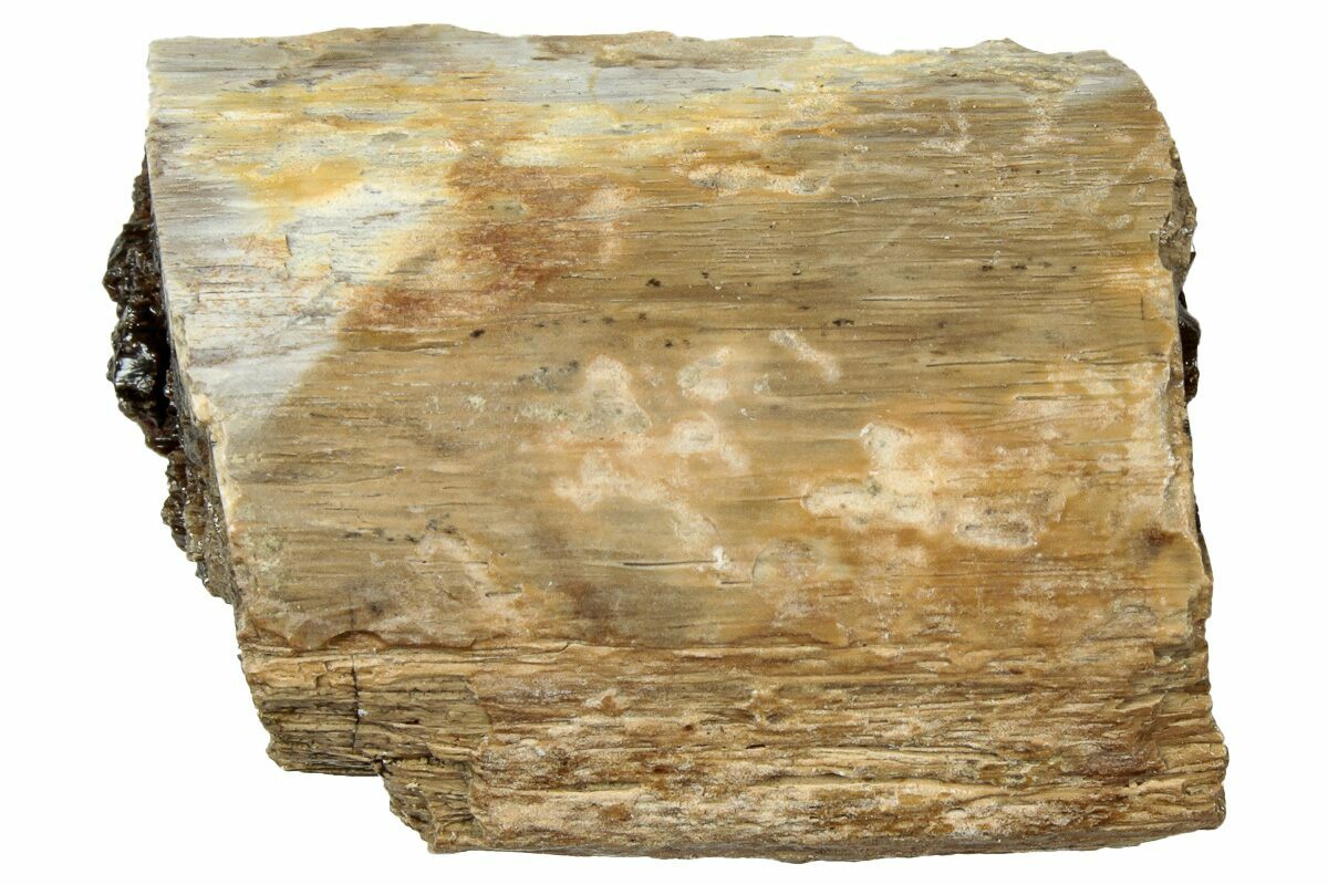 1.15" Fossil Tyrannosaur (T. rex) Bone Section - Wyoming (#313966) For ...