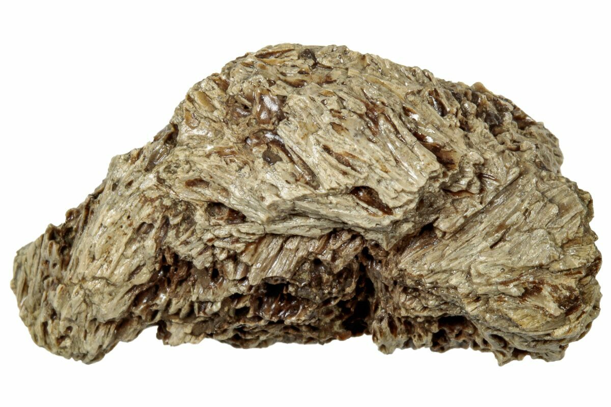 1" Fossil Tyrannosaur (T. rex) Bone Section - Wyoming (#314061) For ...