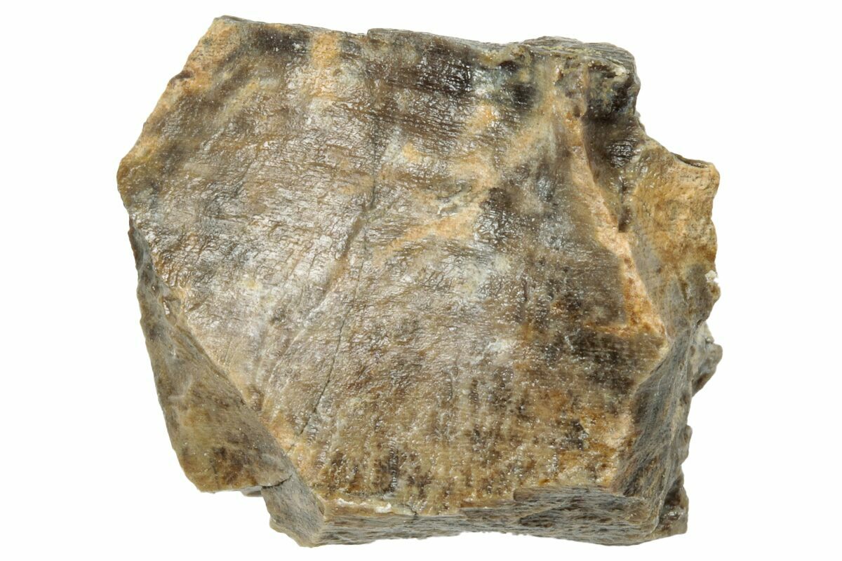 .9" Fossil Tyrannosaur (T. rex) Bone Section - Wyoming (#314111) For ...