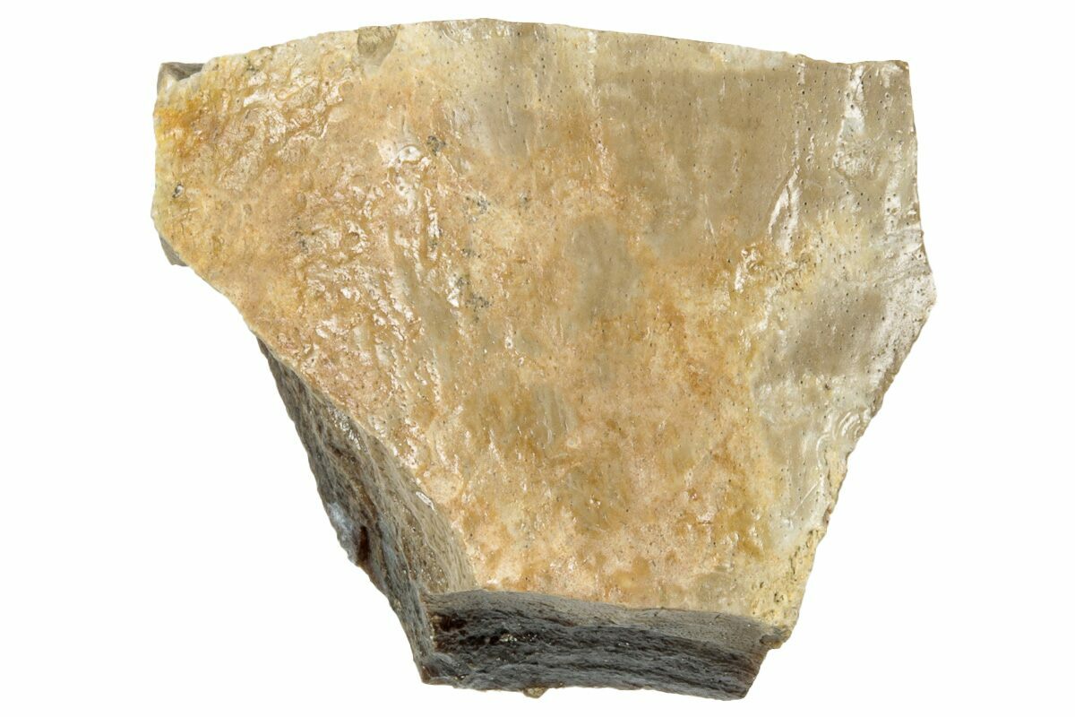 .95" Fossil Tyrannosaur (T. rex) Bone Section - Wyoming (#314118) For ...