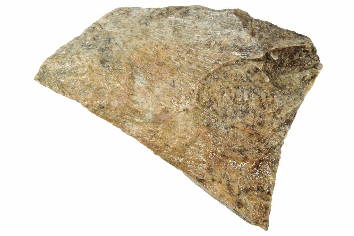 1" Fossil Tyrannosaur (T. rex) Bone Section - Wyoming (#314125) For ...