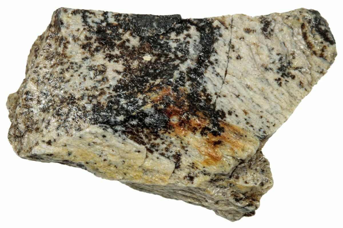 .95" Fossil Tyrannosaur (T. rex) Bone Section - Wyoming (#314132) For ...