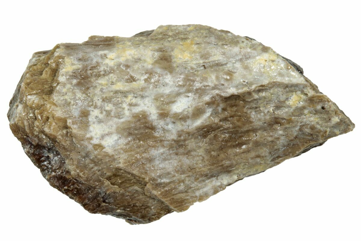 .8" Fossil Tyrannosaur (T. rex) Bone Section - Wyoming (#314137) For ...