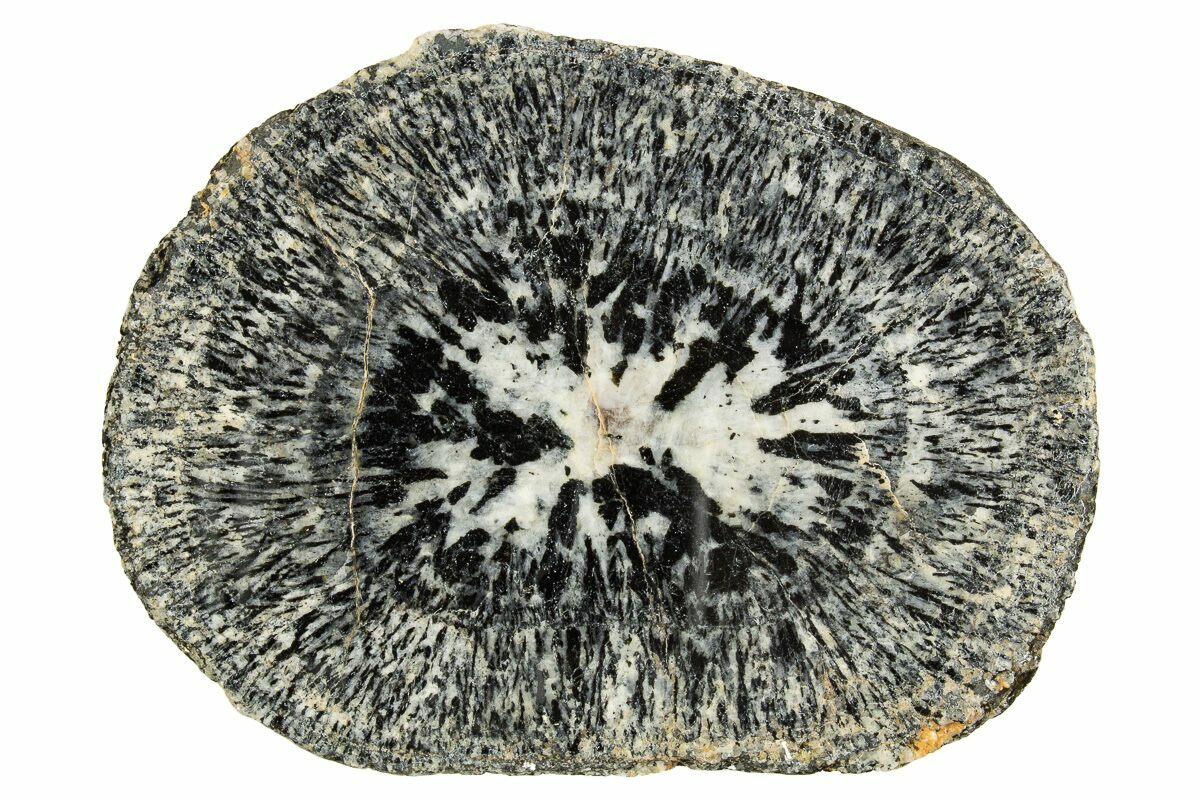 4.8" Polished Orbicular Granite Section - Western Australia (#314217 ...