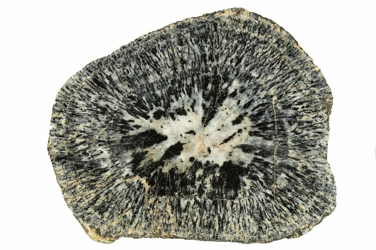4.5" Polished Orbicular Granite Section - Western Australia (#314223 ...