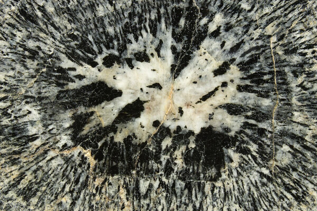 4.5" Polished Orbicular Granite Section - Western Australia (#314223 ...